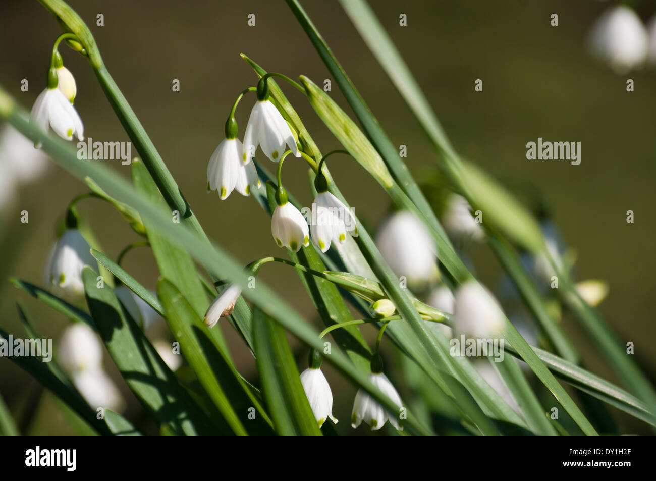 Uk spring flowers hi-res stock photography and images - Alamy