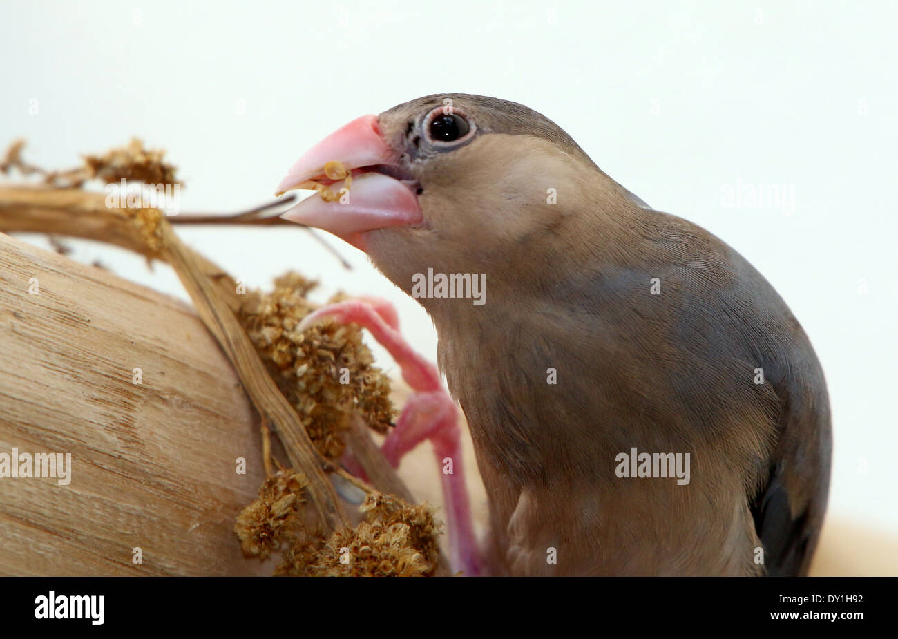 Immature rice High Resolution Stock Photography and Images - Alamy