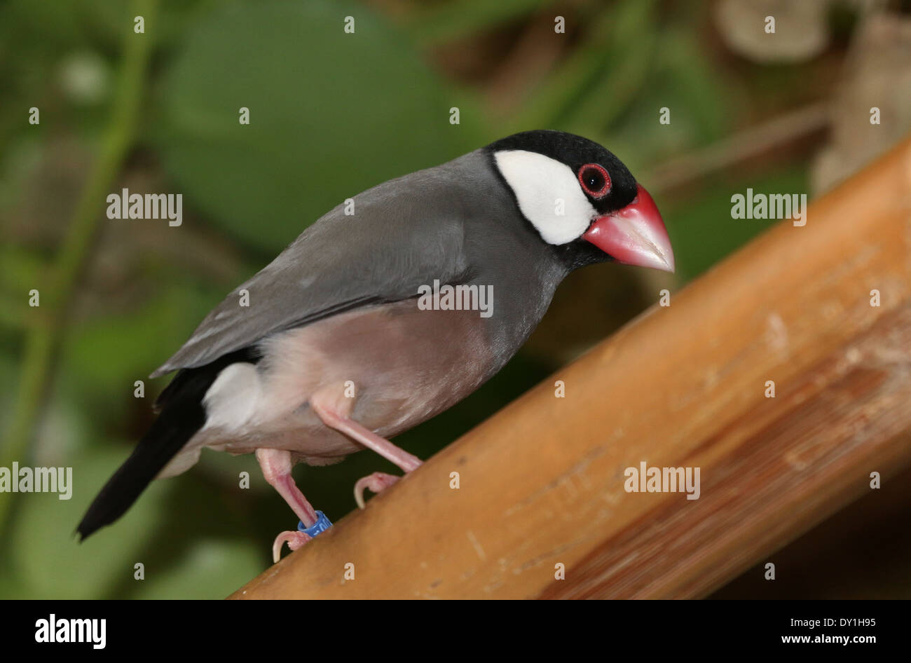 Calfat de java hi-res stock photography and images - Alamy