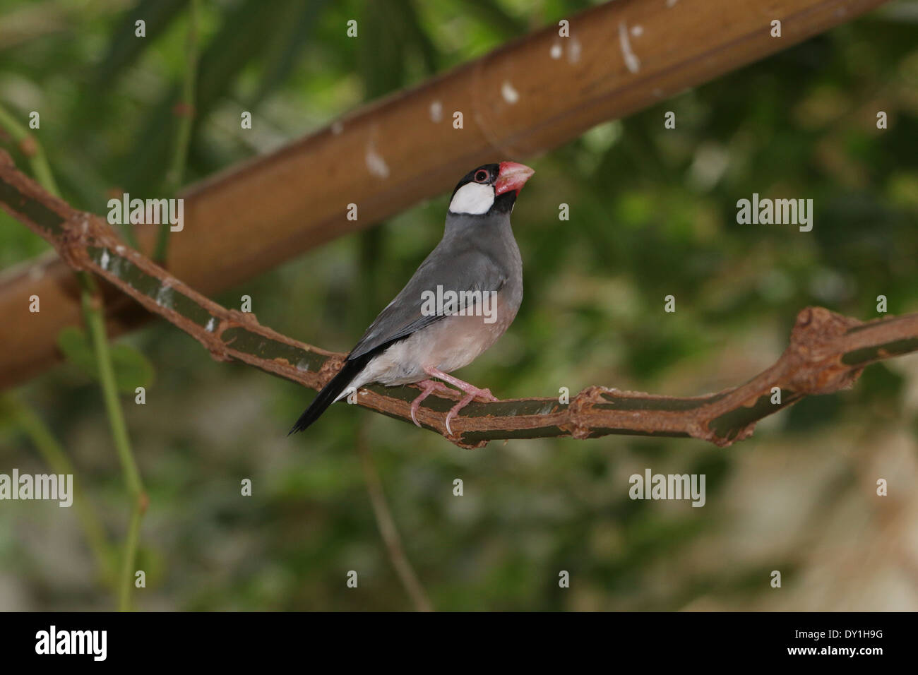 Padda de java hi-res stock photography and images - Alamy