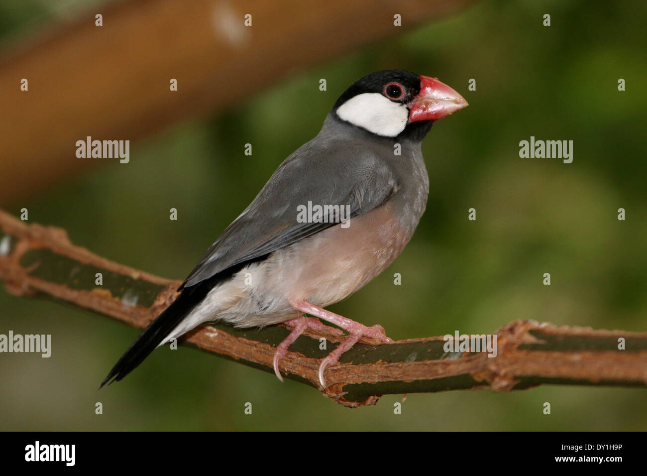 Padda de java hi-res stock photography and images - Alamy