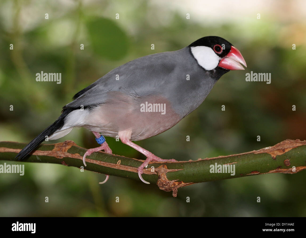 Rice finches hi-res stock photography and images - Alamy