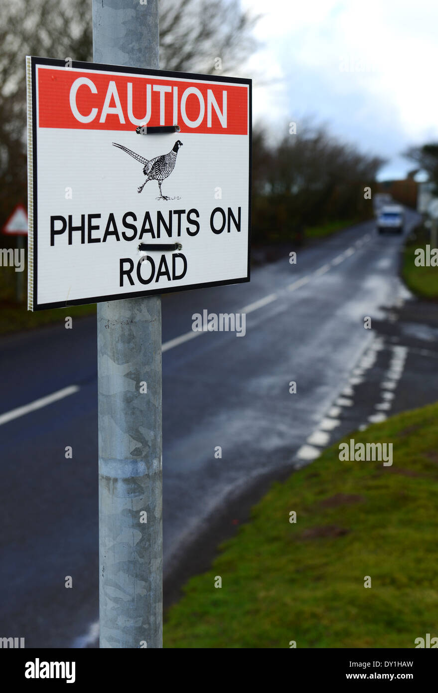Pheasants on road sign, UK Stock Photo - Alamy