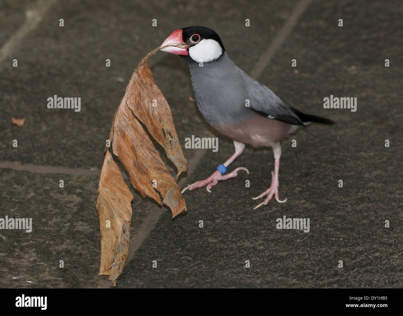 Sparrow nest building hi-res stock photography and images - Alamy