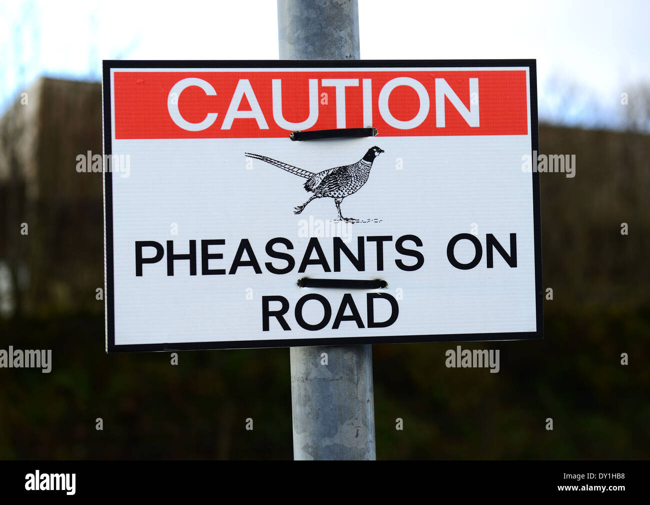 Pheasants on road sign, UK Stock Photo - Alamy