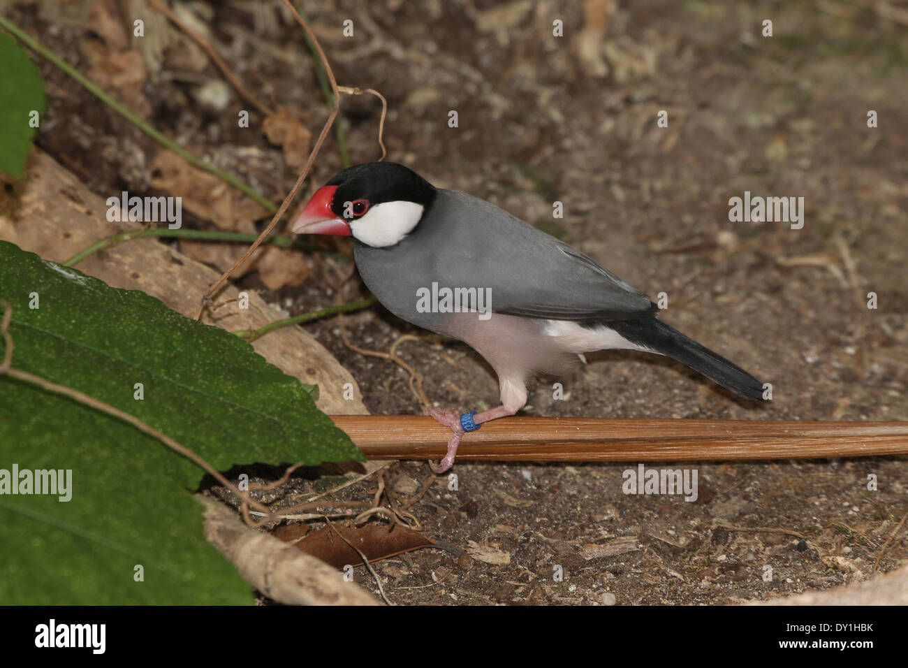 Reisamadine hi-res stock photography and images - Alamy