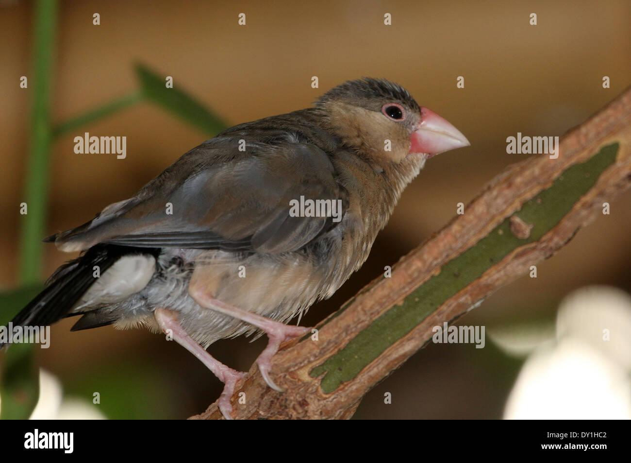 Padda de java hi-res stock photography and images - Alamy