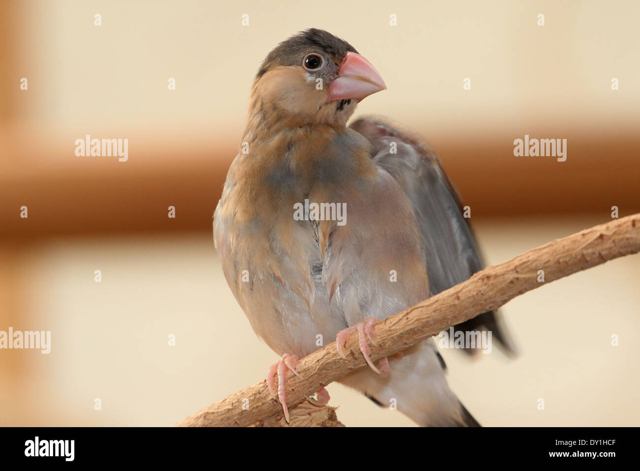 Padda de java hi-res stock photography and images - Alamy