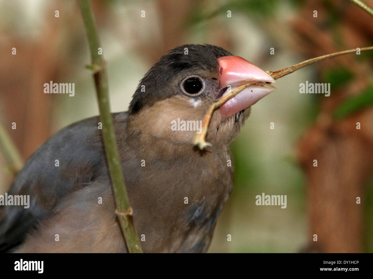 Feeding juvenile Java Sparrow or Java Finch (Padda oryzivora) a.k.a ...