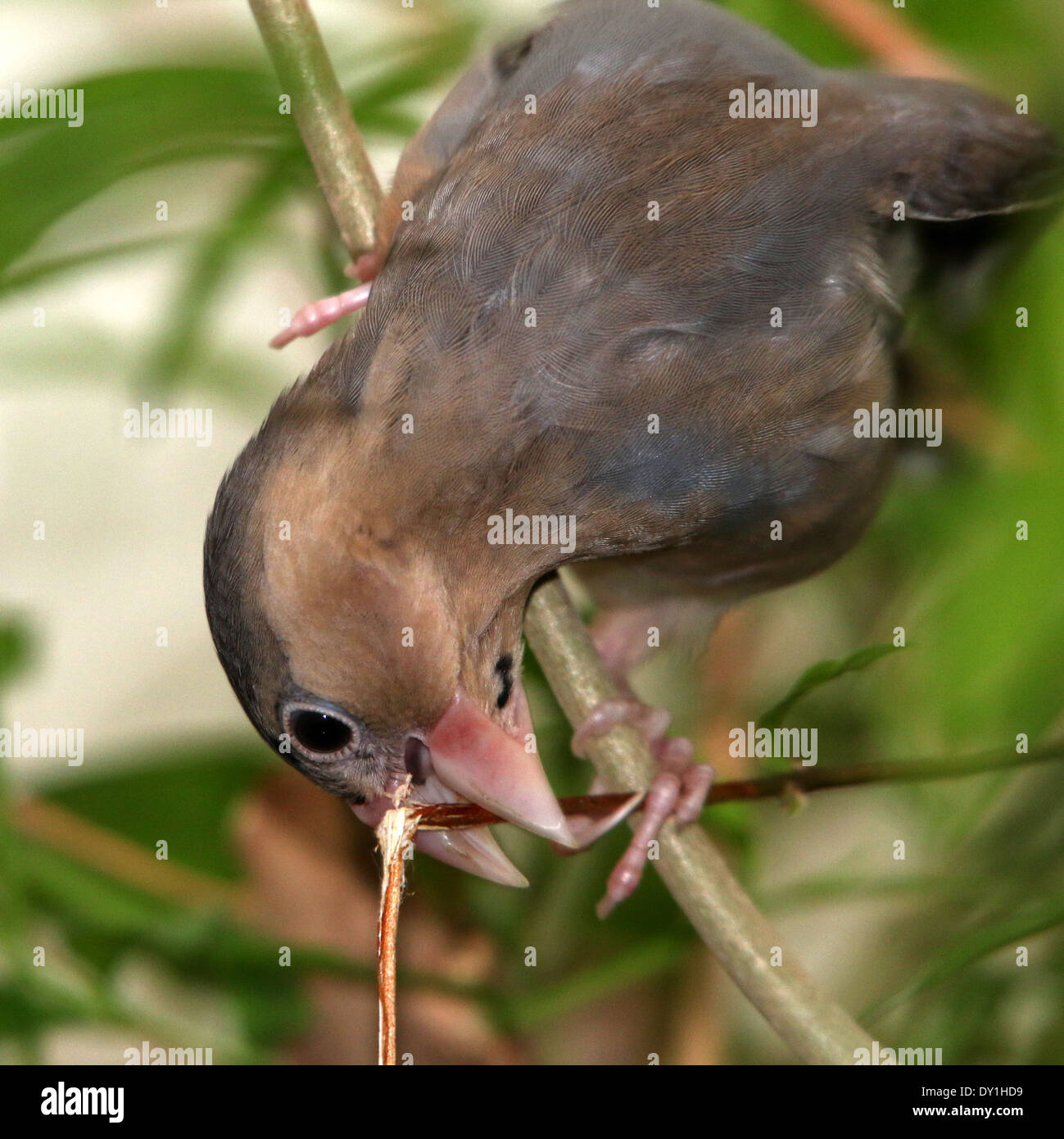 Immature rice High Resolution Stock Photography and Images - Alamy