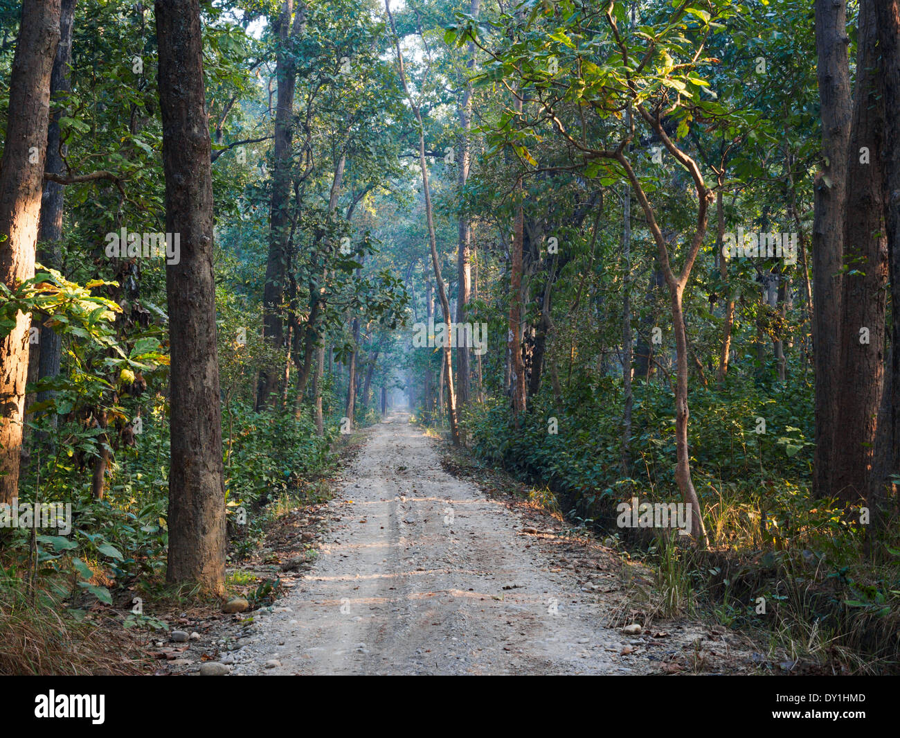 Road through beautiful sal forest in Bardia National Park, Nepal Stock ...