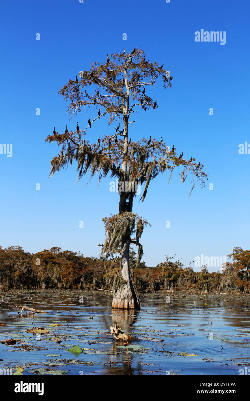 Louisiana Swamp Food Pyramid
