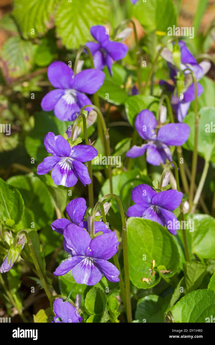 Wild dog violets hi-res stock photography and images - Alamy