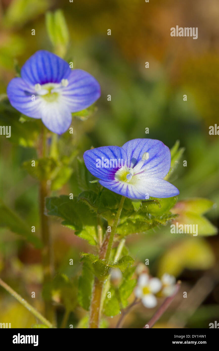 Common Field Speedwell High Resolution Stock Photography and Images - Alamy