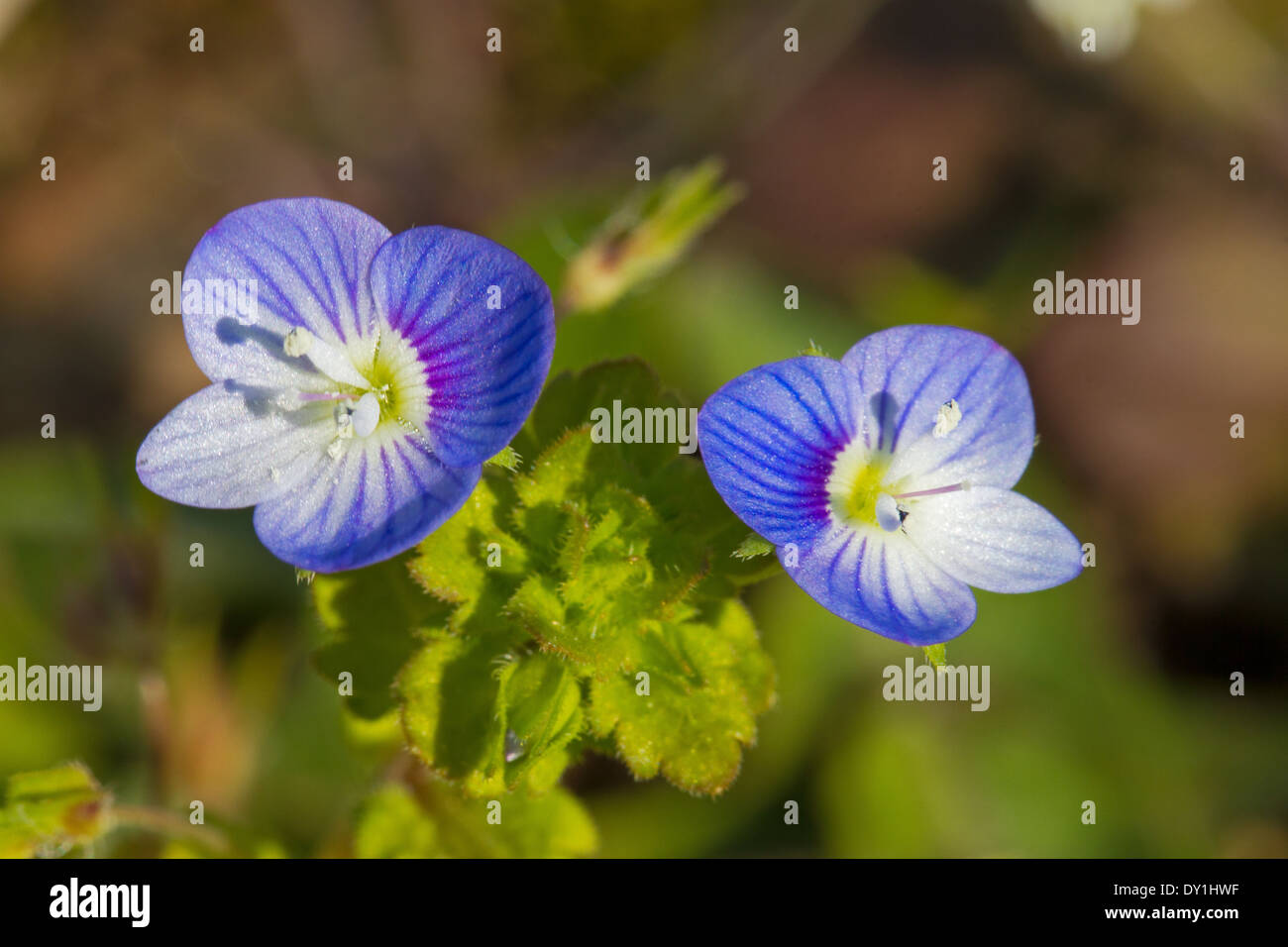 Common field speedwell hi-res stock photography and images - Alamy