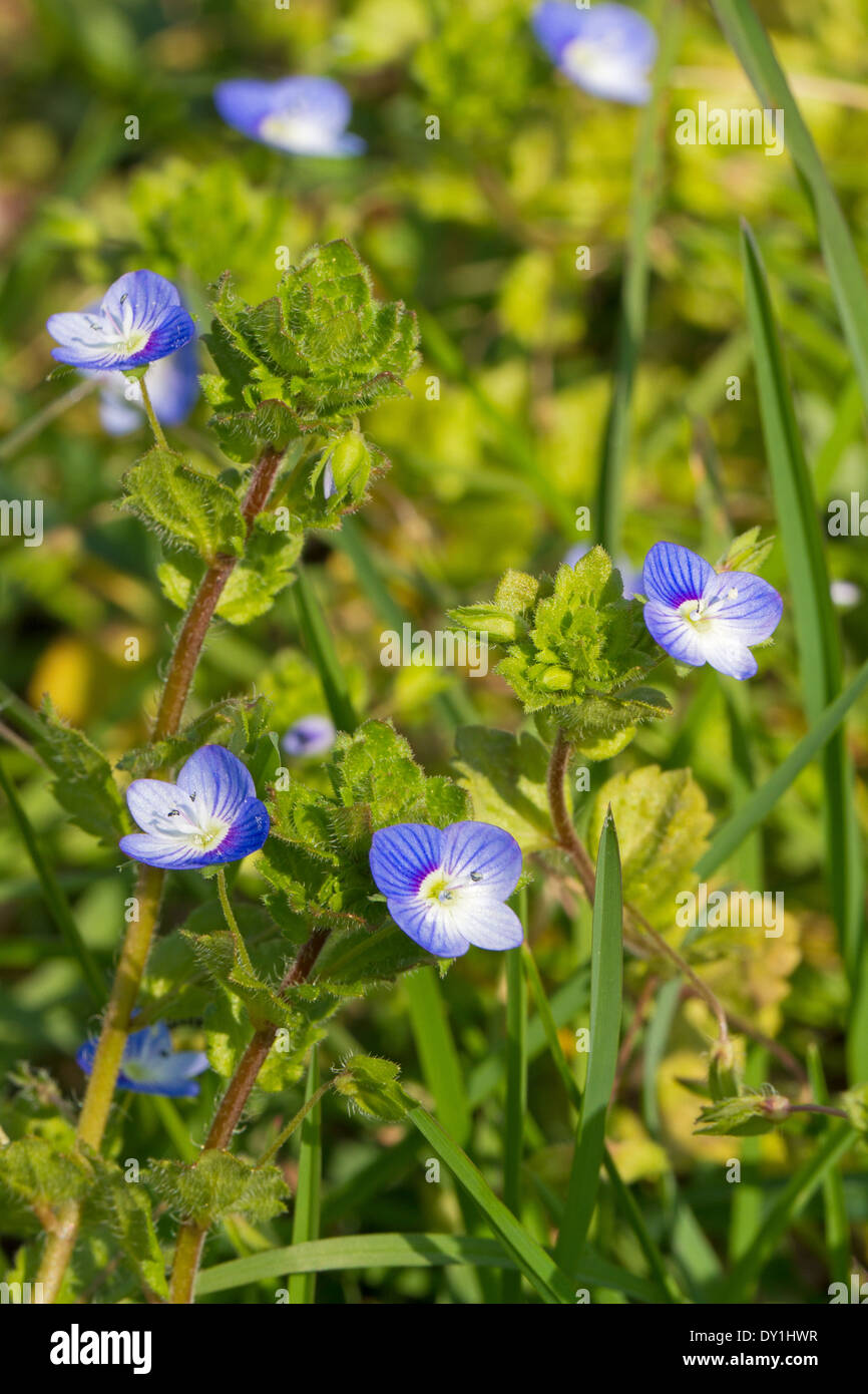 Veronica Persica High Resolution Stock Photography and Images - Alamy
