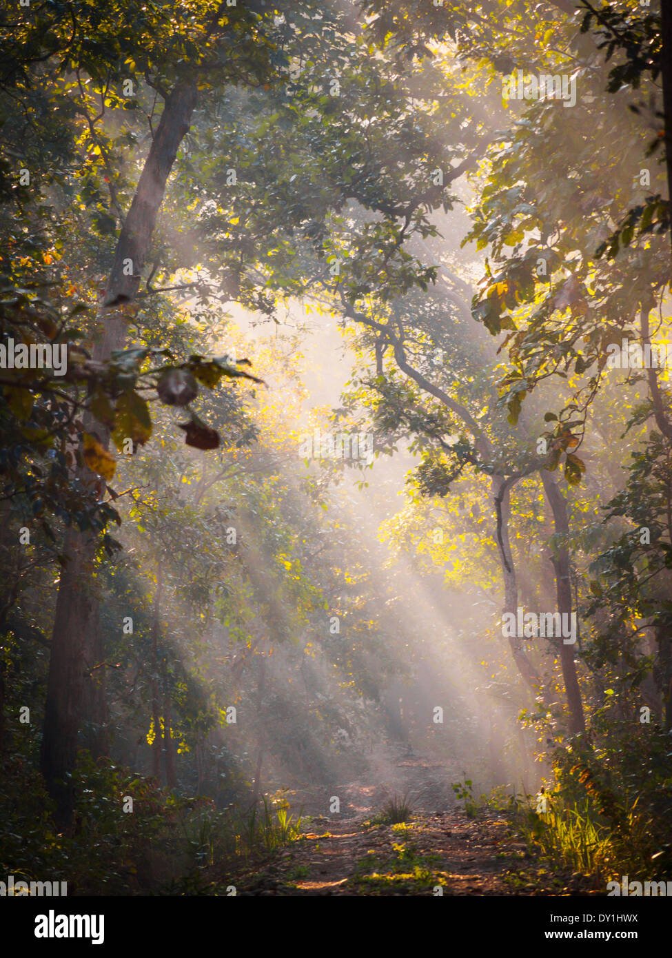 Sal forest hi-res stock photography and images - Alamy