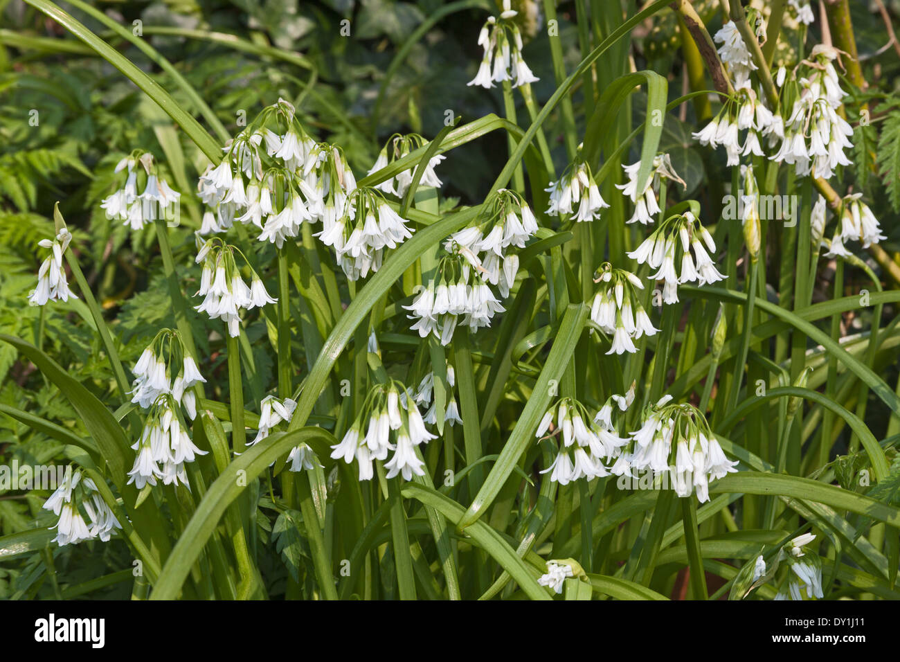 Three cornered garlic hi-res stock photography and images - Alamy
