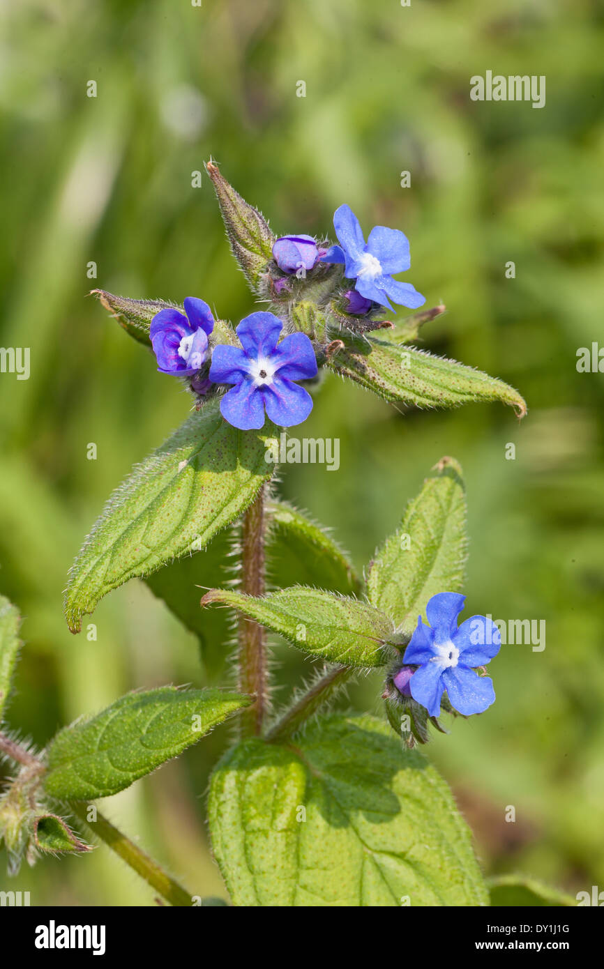 Green alkanet hi-res stock photography and images - Alamy