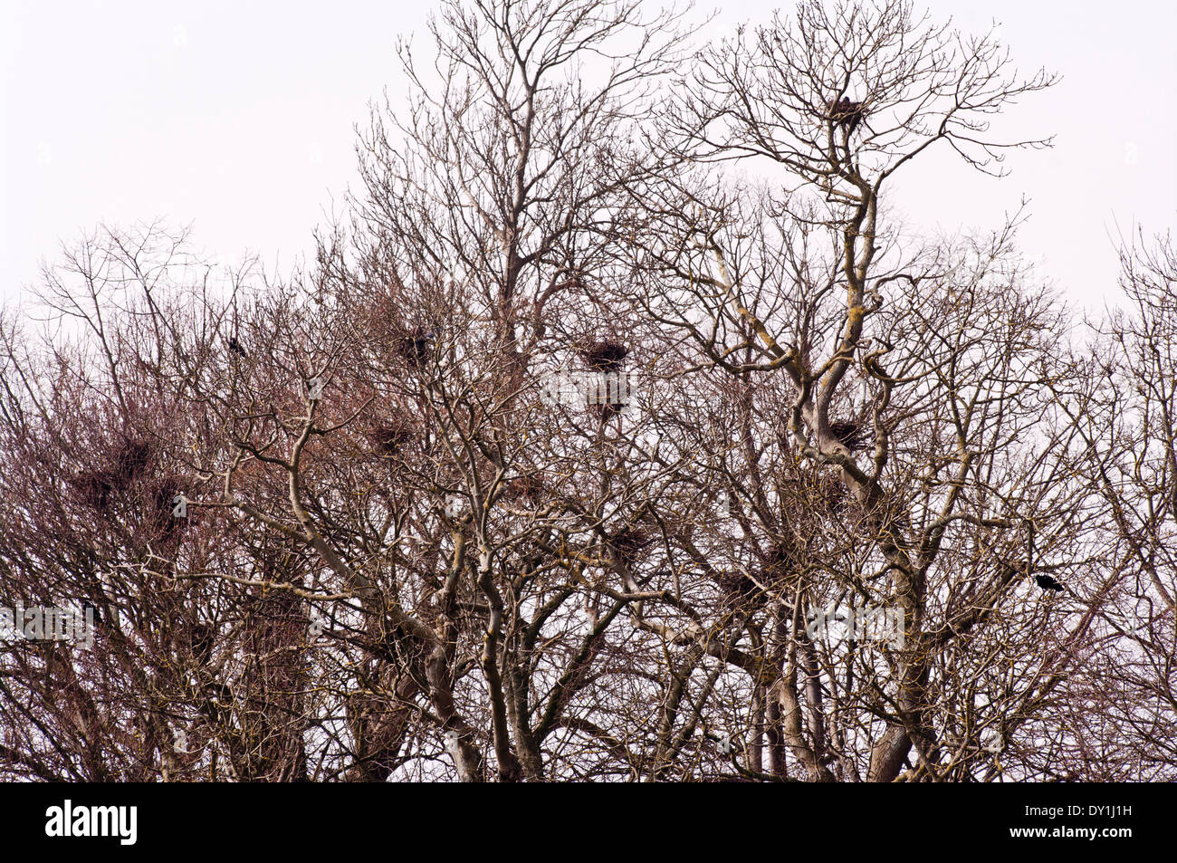 Carrion Crows Nests In Treetops Stock Photo - Alamy