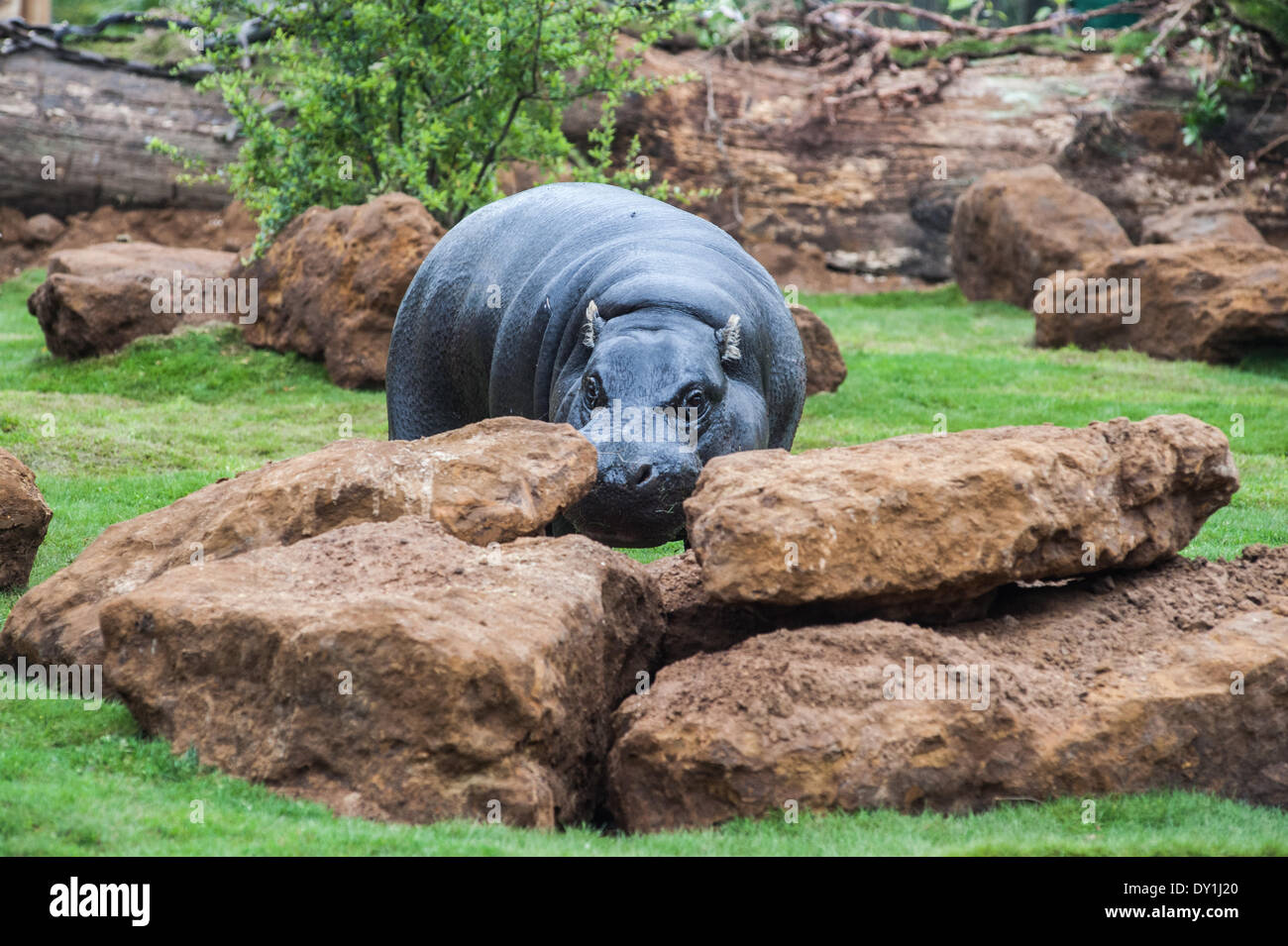 Hippo zoo london hi-res stock photography and images - Alamy
