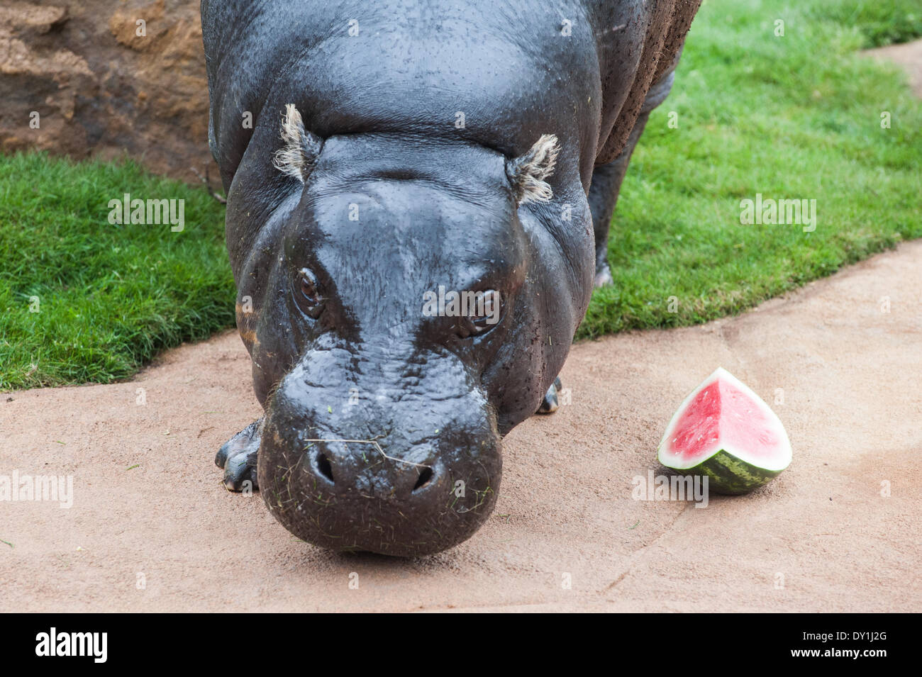 London, UK. 3rd April, 2014. Pygmy hippos, discover their new home at ...