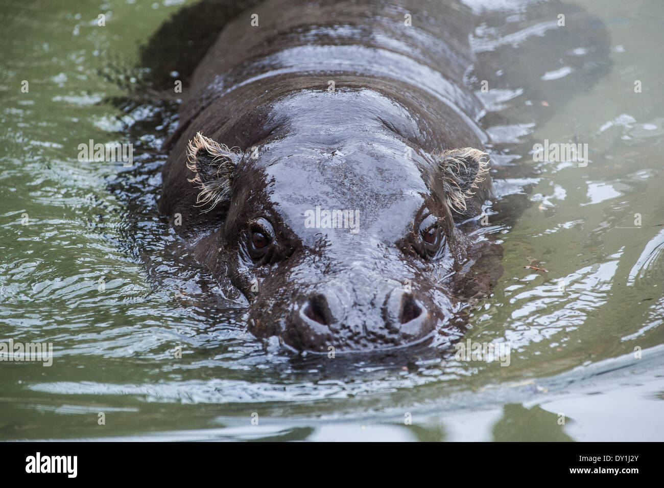London, UK. 3rd April, 2014. Pygmy hippos, discover their new home at ...