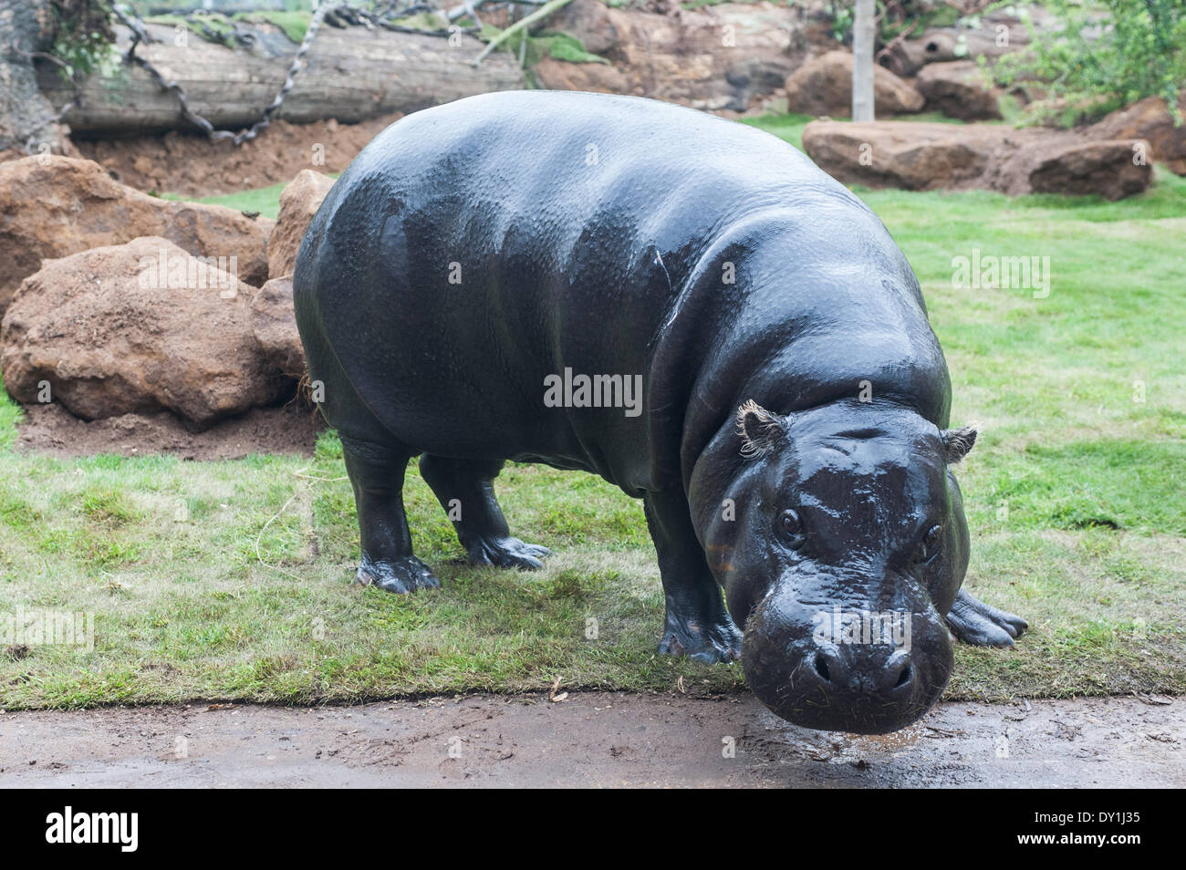 Home of london zoo hi-res stock photography and images - Alamy