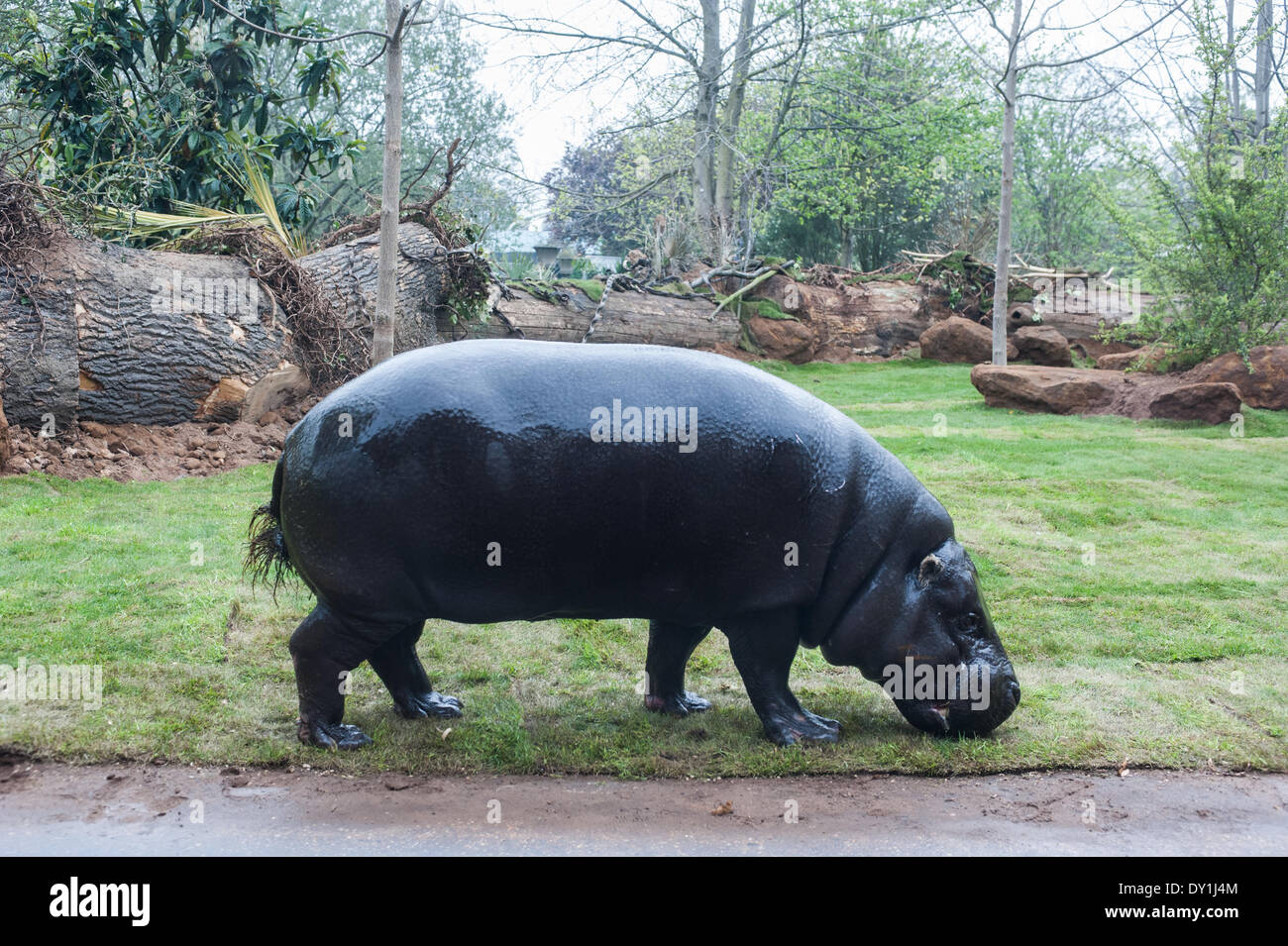 Home of london zoo hi-res stock photography and images - Alamy