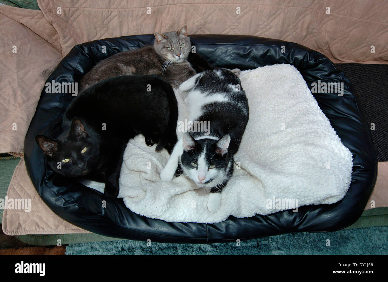 3 Tom Cats Resting Stock Photo - Alamy