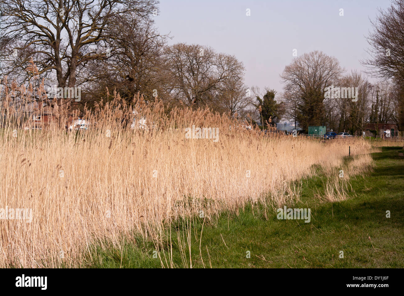Reeds and grasses hi-res stock photography and images - Alamy
