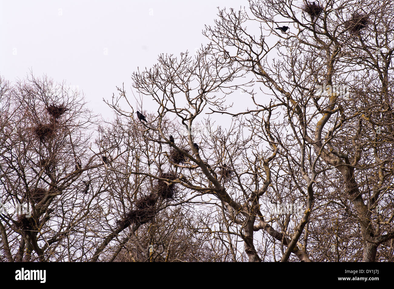 Birds in treetops hi-res stock photography and images - Alamy