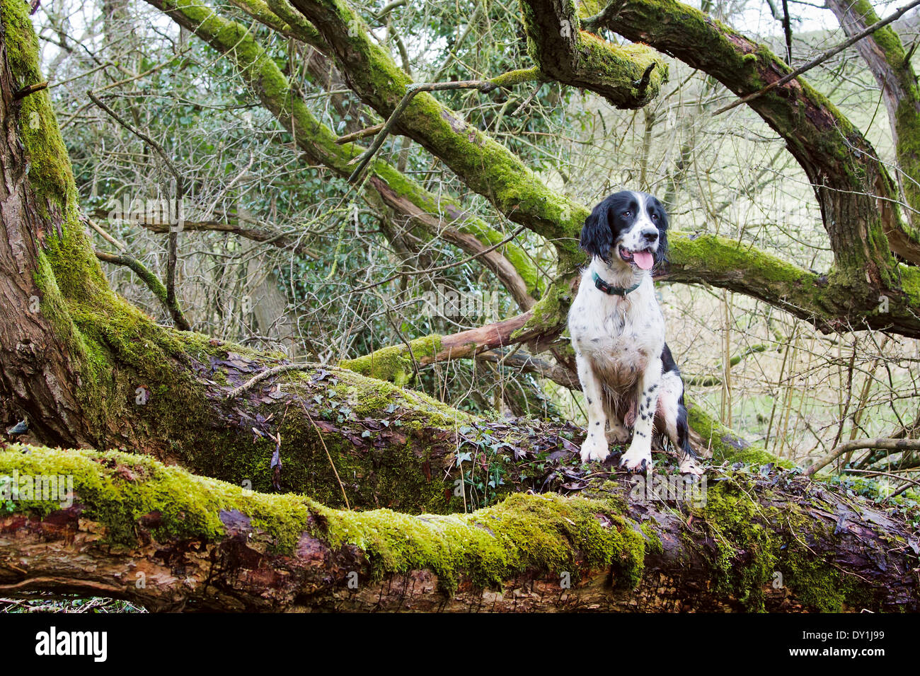 Black and White Springer Spaniel leaping jumping Stock Photo - Alamy
