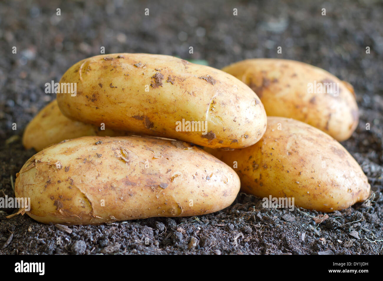Soil on potatoes hi-res stock photography and images - Alamy