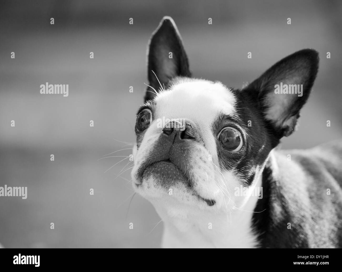 Boston bulldog hi-res stock photography and images - Alamy