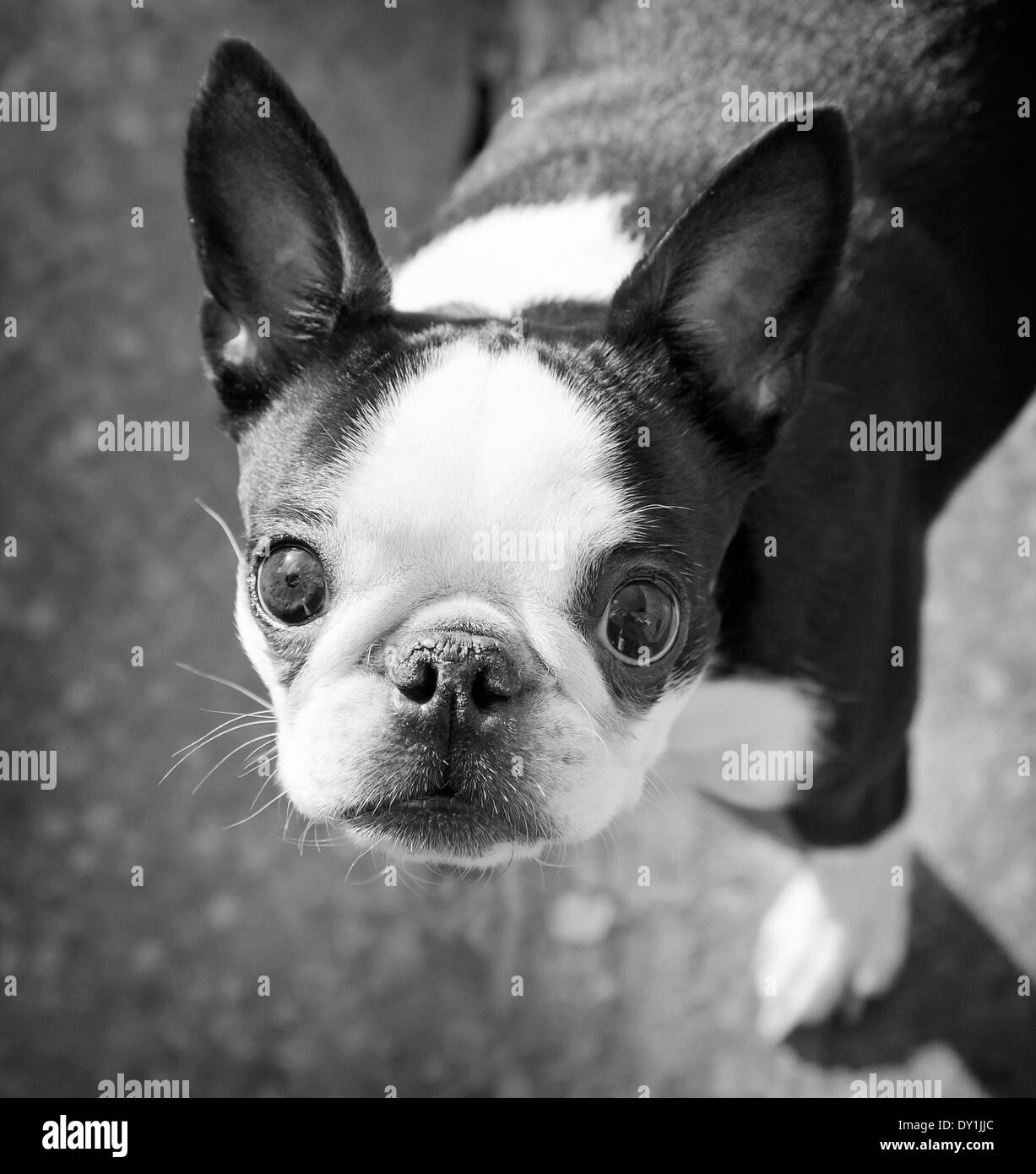 Boston bulldog hi-res stock photography and images - Alamy