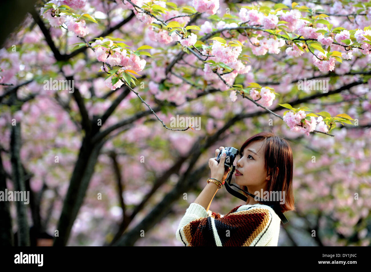 Hefei, China's Anhui Province. 3rd Apr, 2014. A woman takes photos of ...