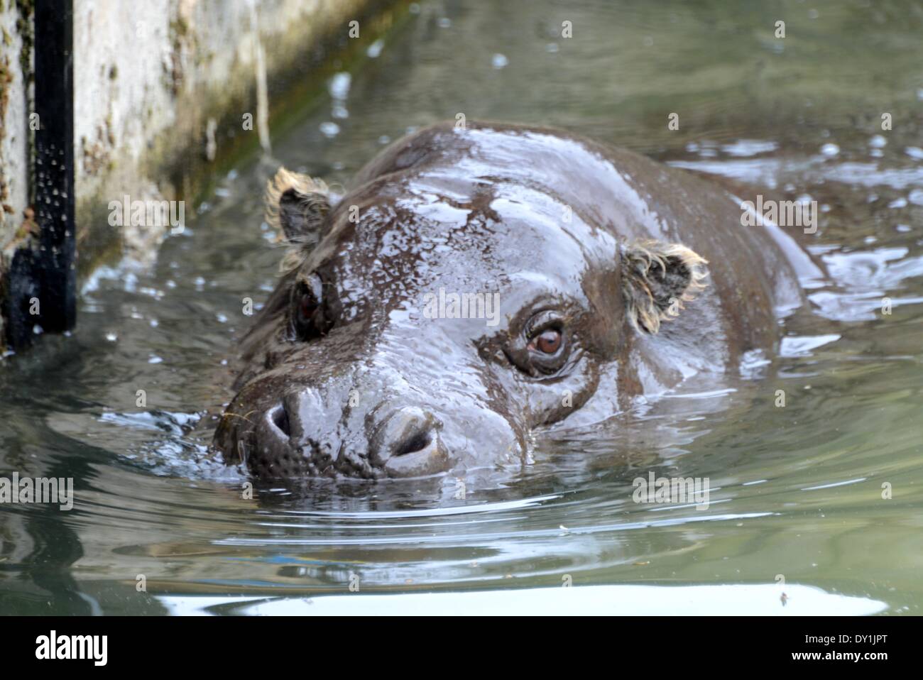 Hippo zoo london hi-res stock photography and images - Alamy