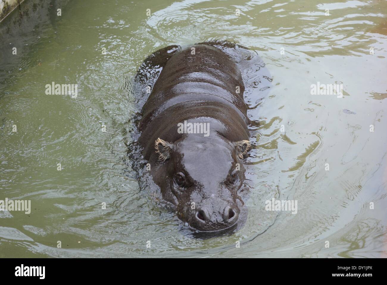 Hippo Zoo London Stock Photos & Hippo Zoo London Stock Images - Alamy