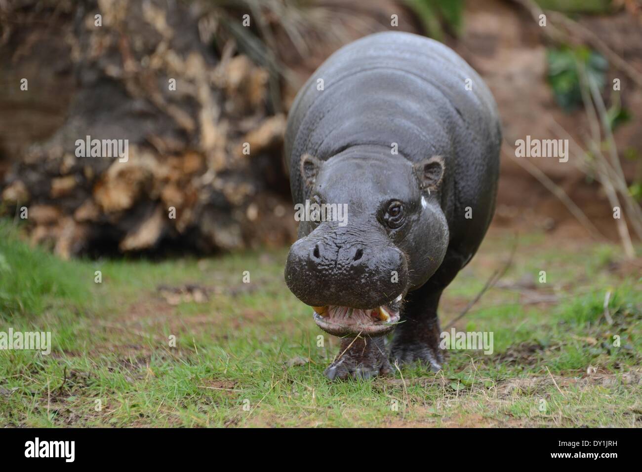 Hippo zoo london hi-res stock photography and images - Alamy