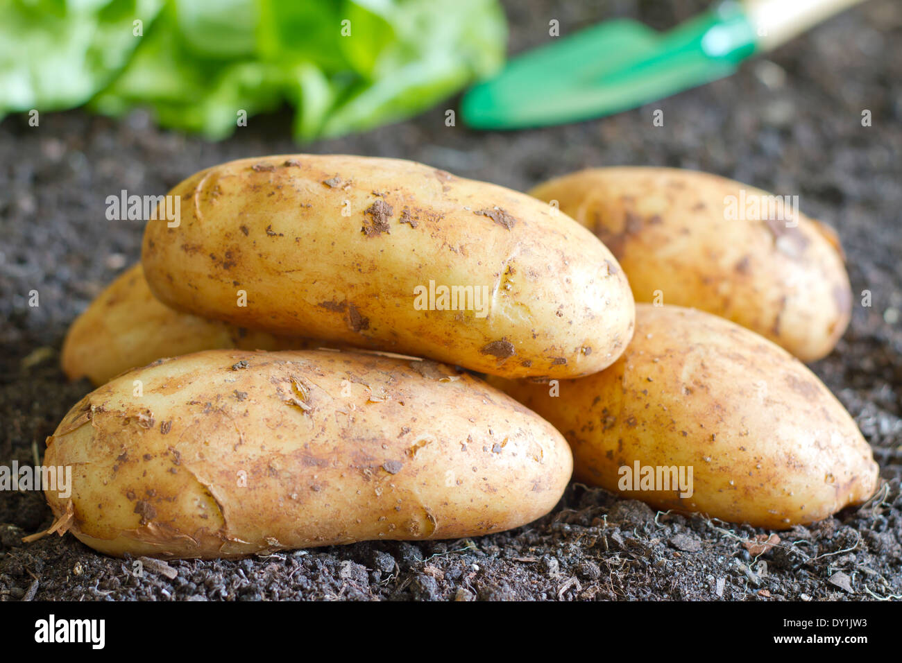 Soil culture hi-res stock photography and images - Alamy