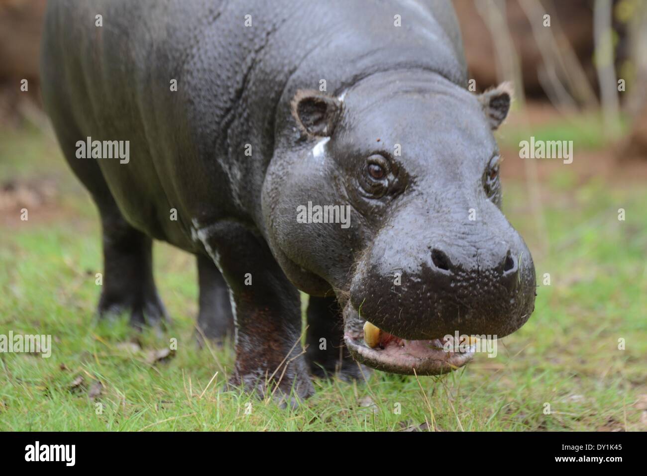 London, UK. 3rd April, 2014. Newest exhibit a plush pad for pygmy ...