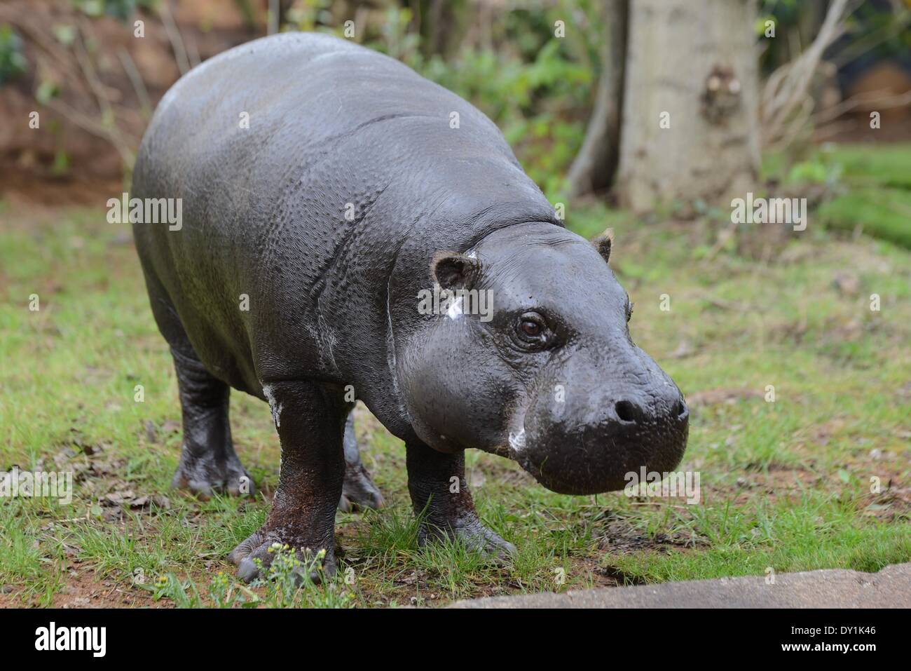 Hippo zoo london hi-res stock photography and images - Alamy