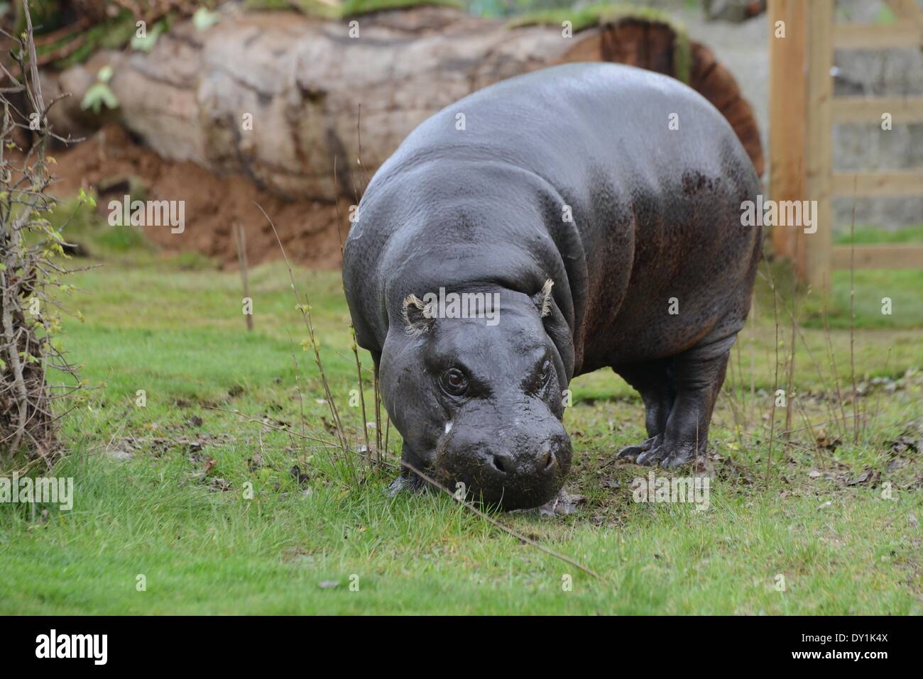 Hippo zoo london hi-res stock photography and images - Alamy