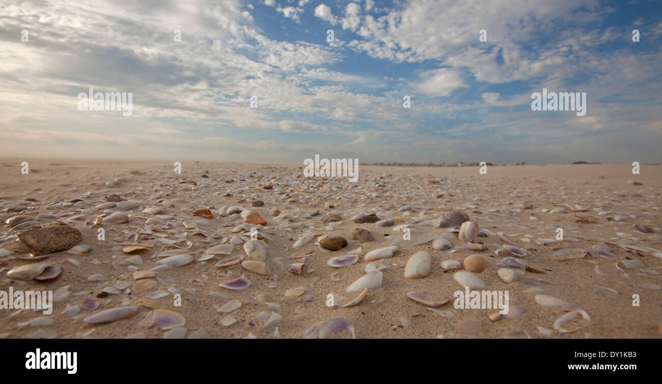 Seashells on a Mediterranean beach. Photographed near Acre, Israel ...