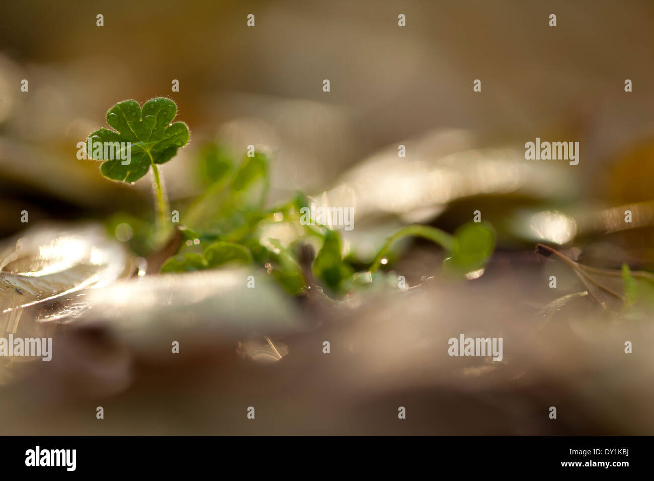 Sprouting of a Bermuda Buttercup (Oxalis pes-caprae) in spring Stock ...