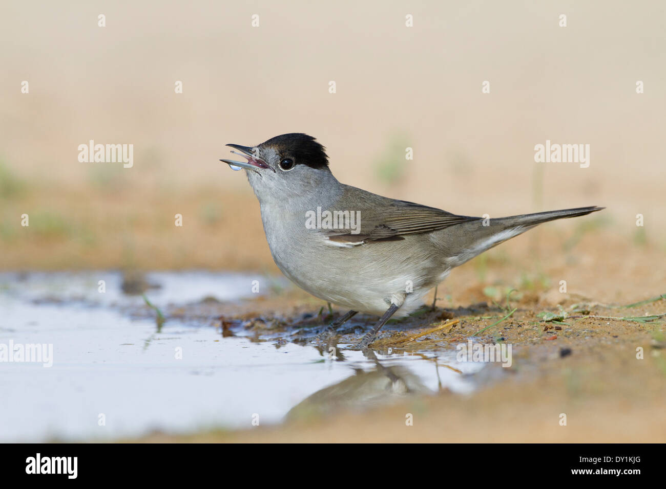 Black cap bird hi-res stock photography and images - Alamy