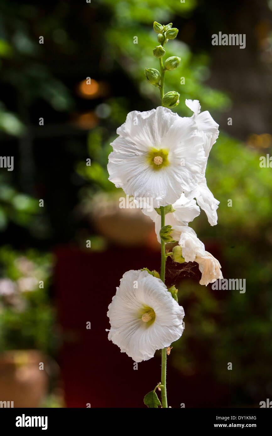 Alcea setosa hi-res stock photography and images - Alamy