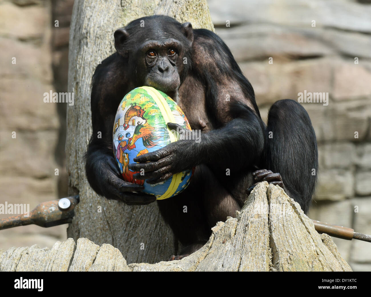 Chimpanzee school hi-res stock photography and images - Alamy