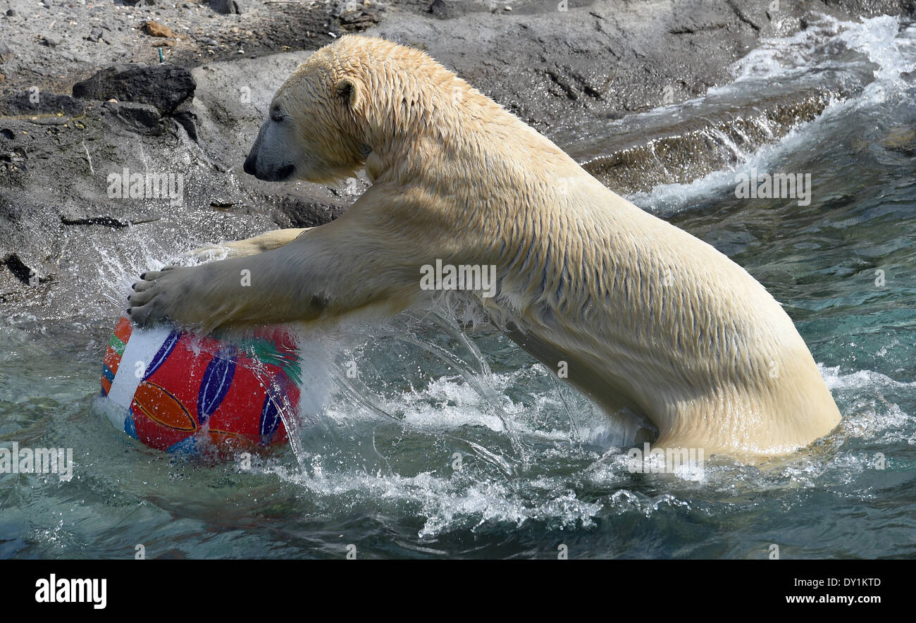 Hanover, Germany. 03rd Apr, 2014. Polar bear Nanuq play swith an Easter ...